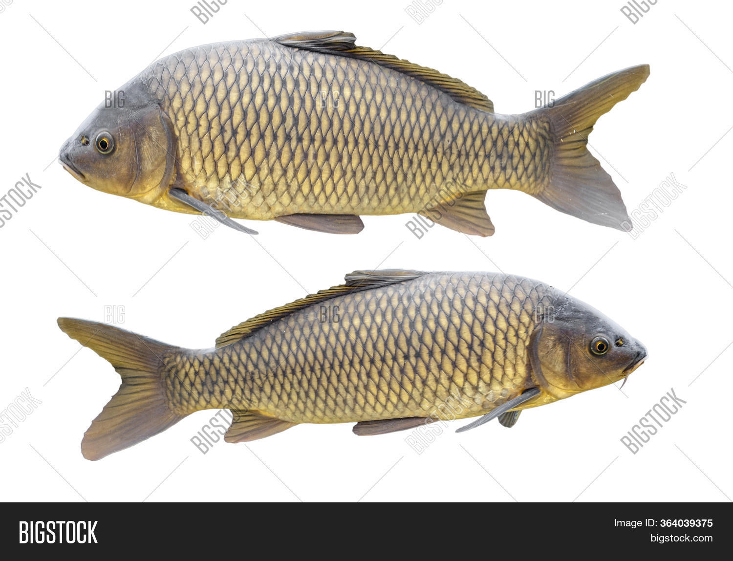 European Carps Image & Photo (Free Trial) | Bigstock