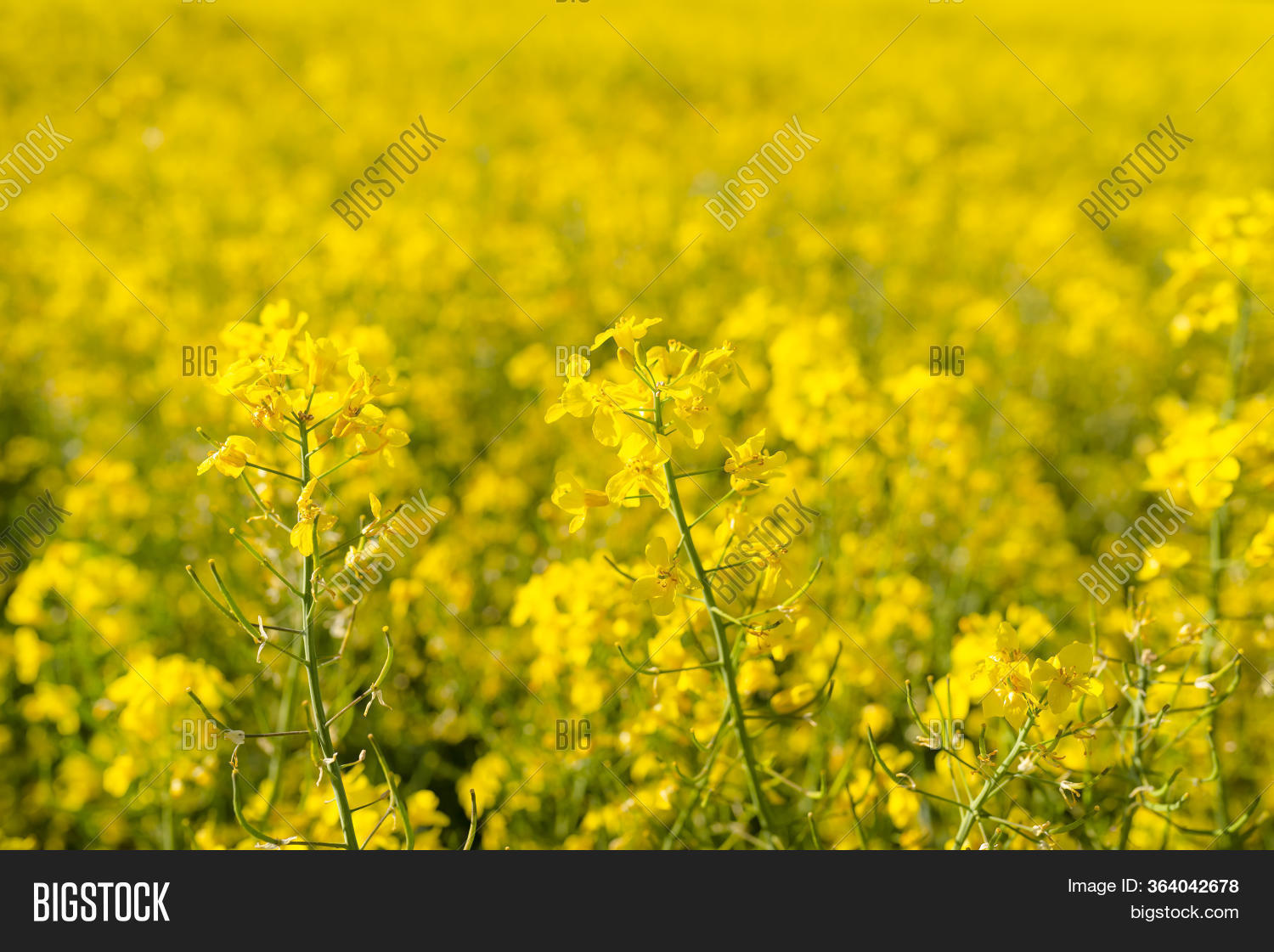 Ripening Rapeseed Image & Photo (Free Trial) | Bigstock