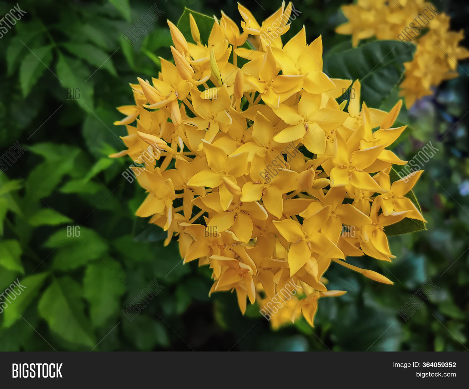Close- Yellow Ixora Image & Photo (Free Trial) | Bigstock