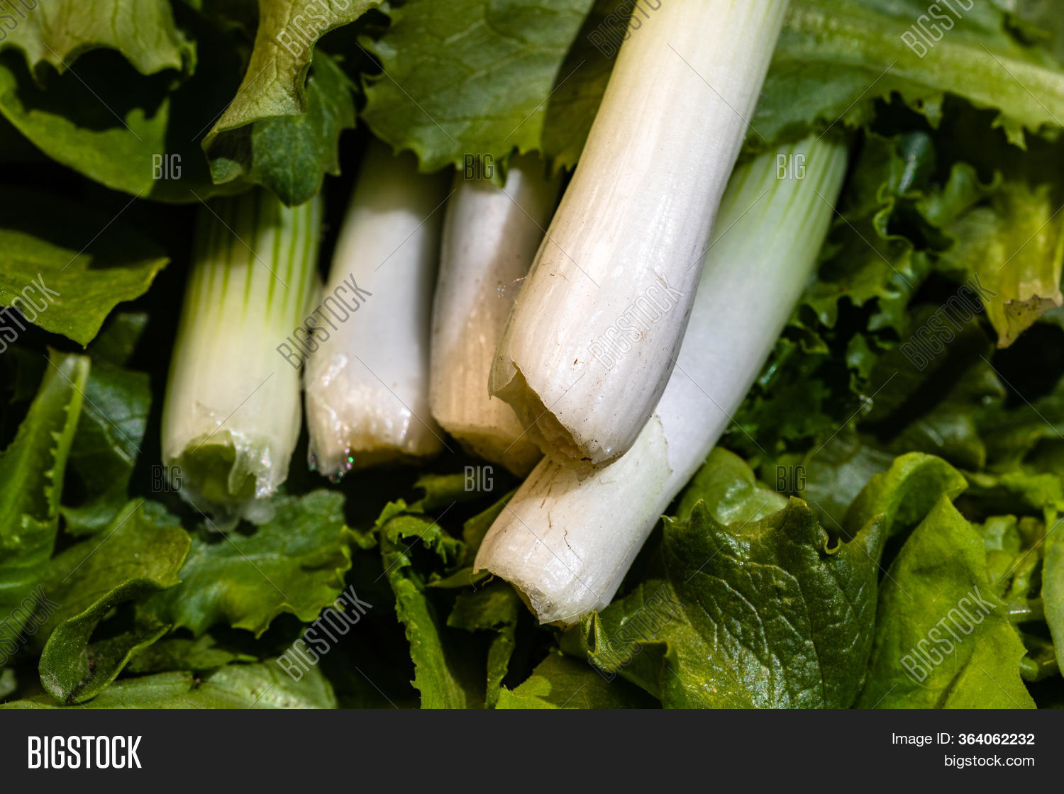 Bunch Green Onions Image & Photo (Free Trial) | Bigstock