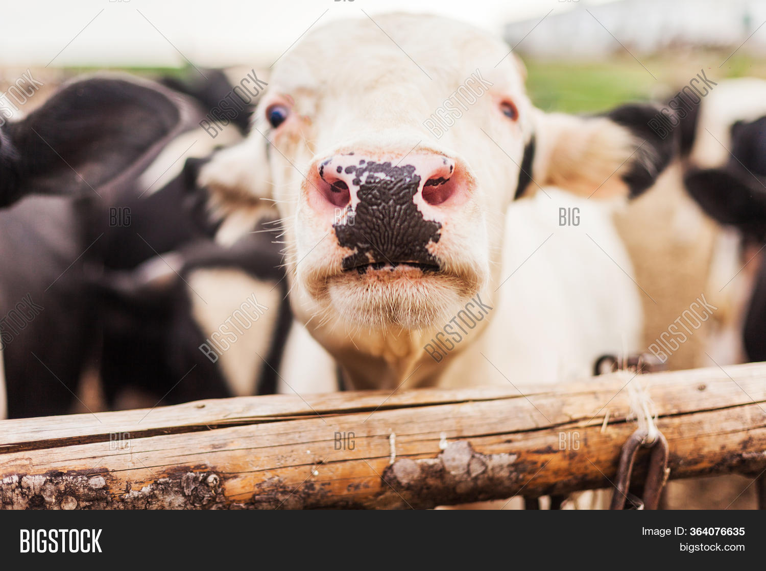 Head Bull Close- Image & Photo (Free Trial) | Bigstock