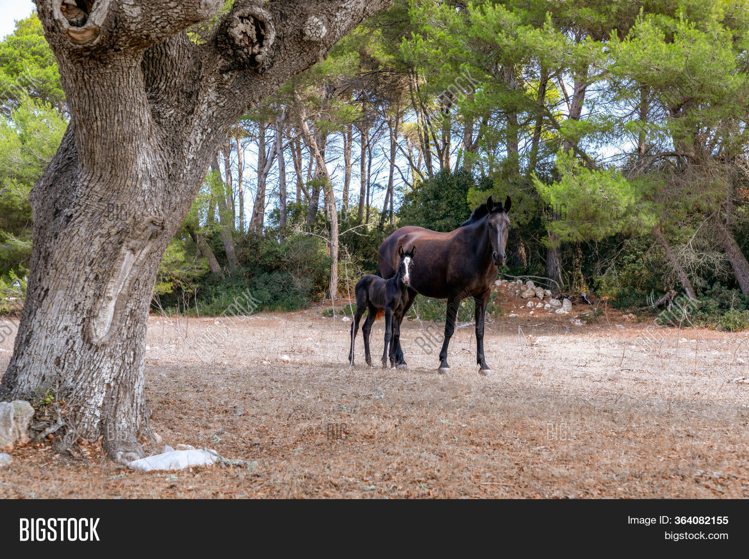 Young Beautiful Foal ( Image & Photo (Free Trial) | Bigstock