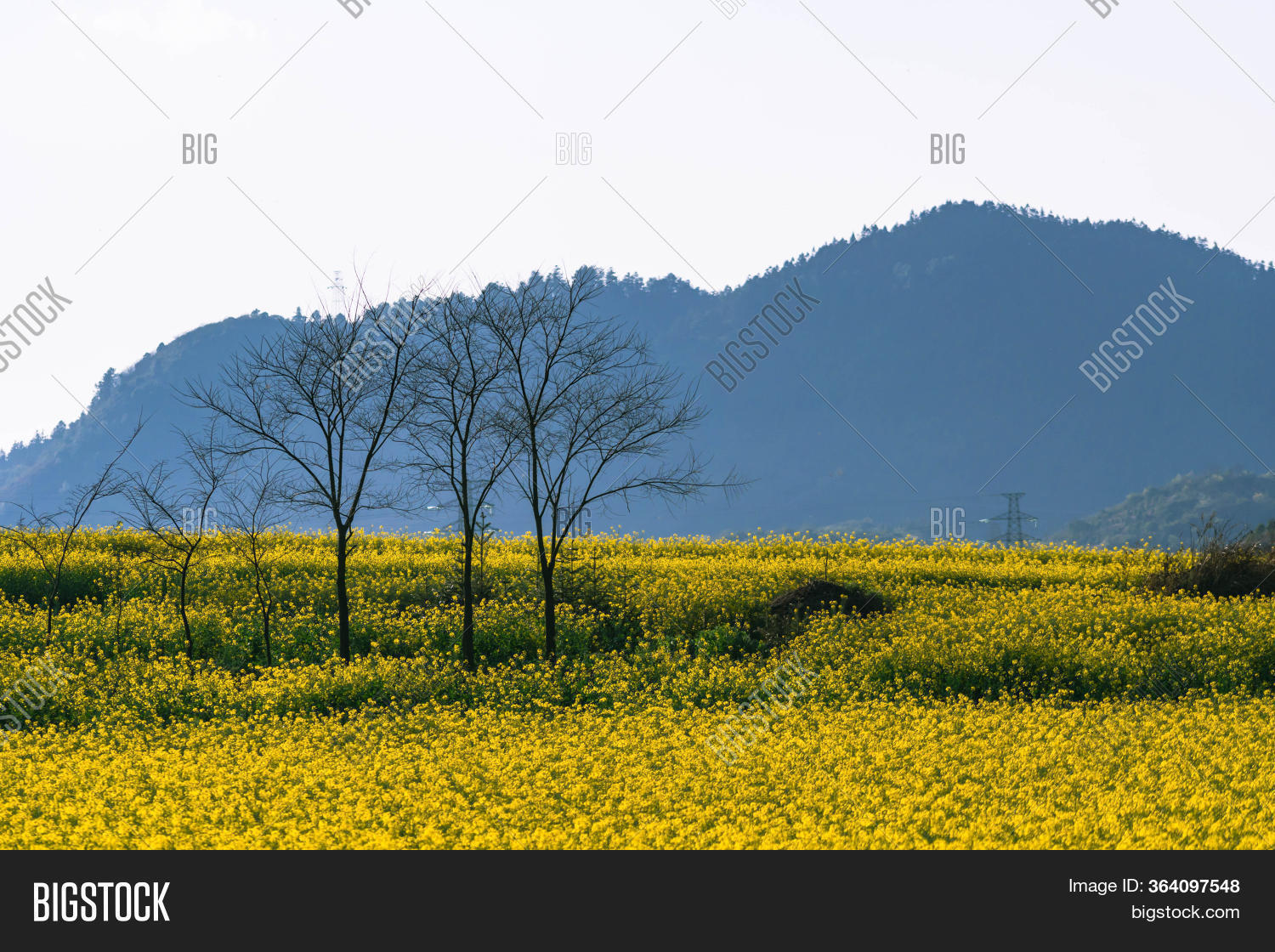 Yellow Rapeseed Image & Photo (Free Trial) | Bigstock