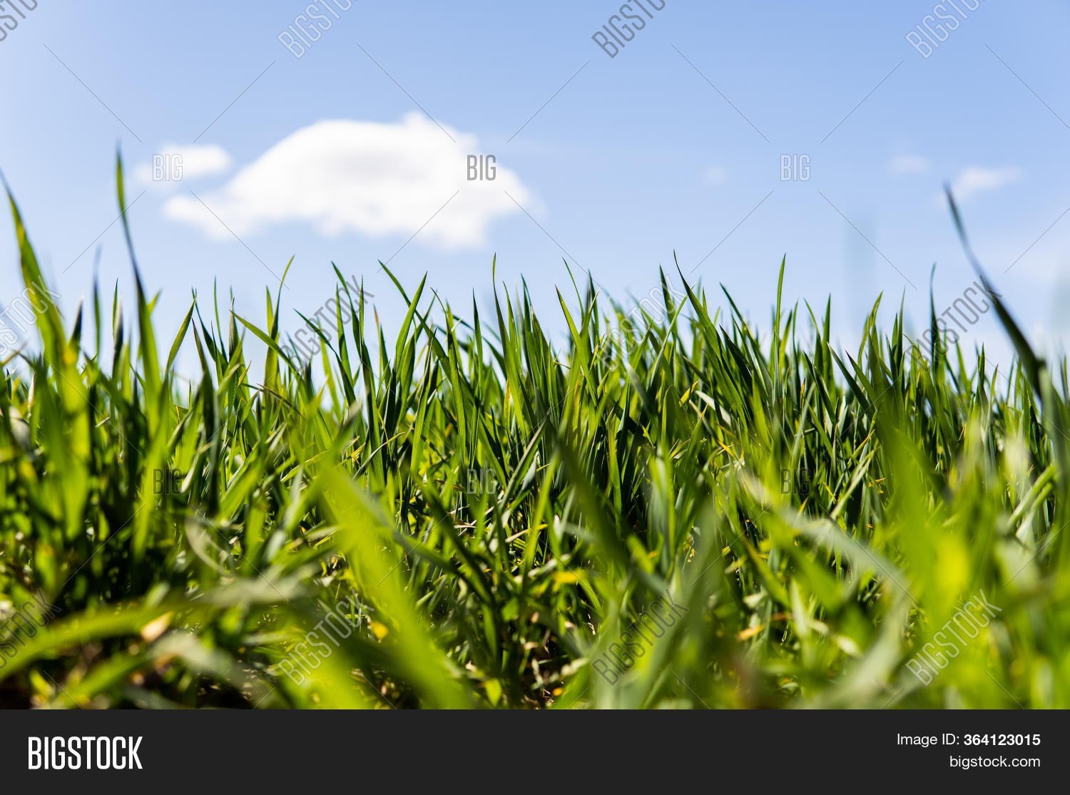 Young Wheat Seedlings Image & Photo (Free Trial) | Bigstock