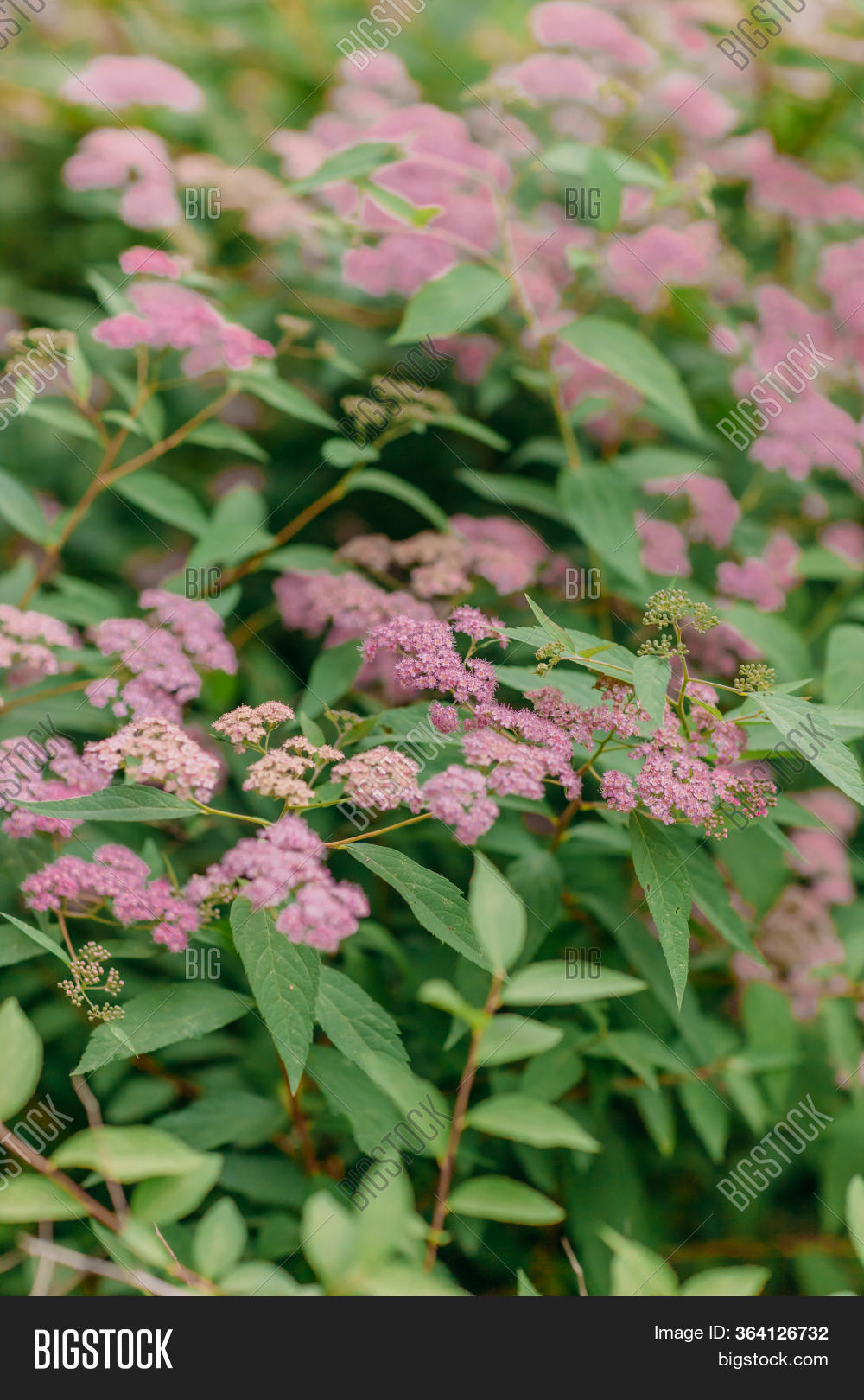 Delicate Airy Pink Image & Photo (Free Trial) | Bigstock