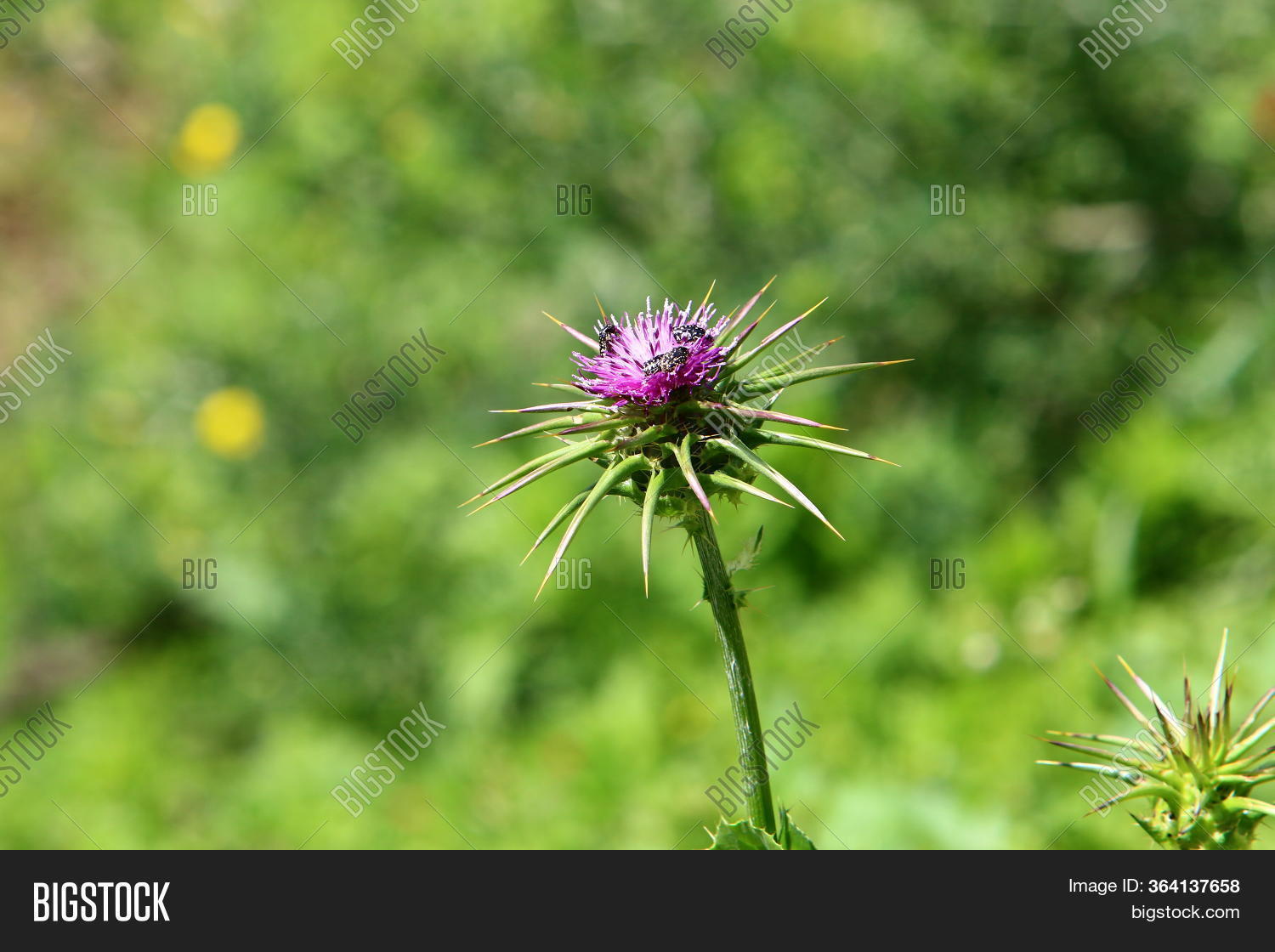 Spiny Thistle Plant On Image & Photo (Free Trial) | Bigstock