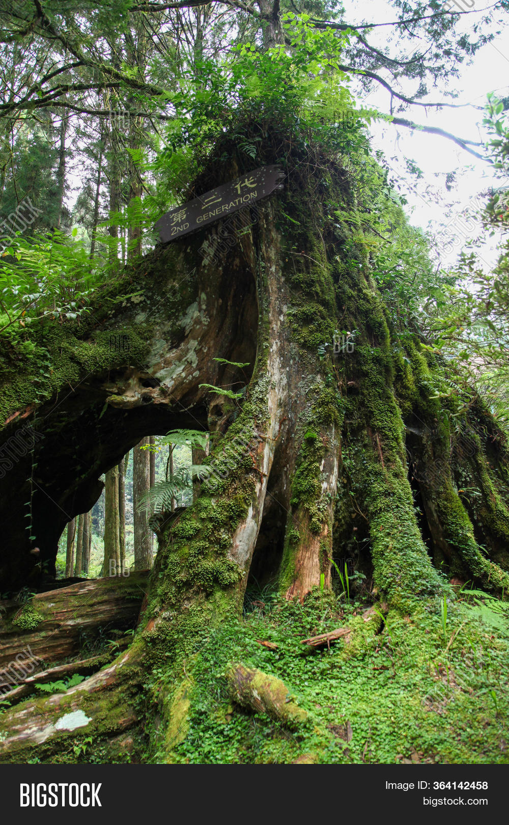 Big Tree Alishan Image & Photo (Free Trial) | Bigstock