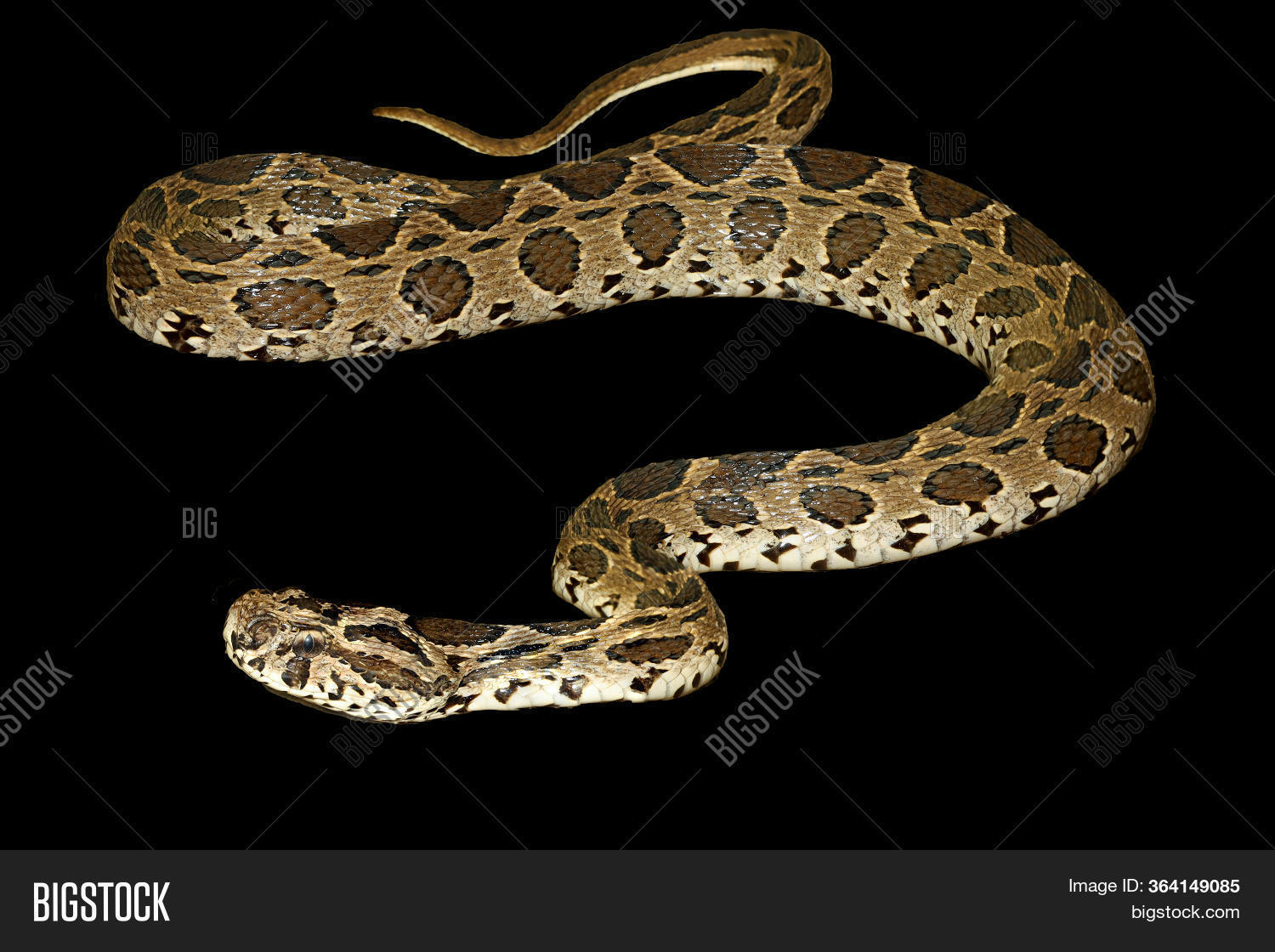 Russell's Viper Snake Image & Photo (Free Trial) | Bigstock