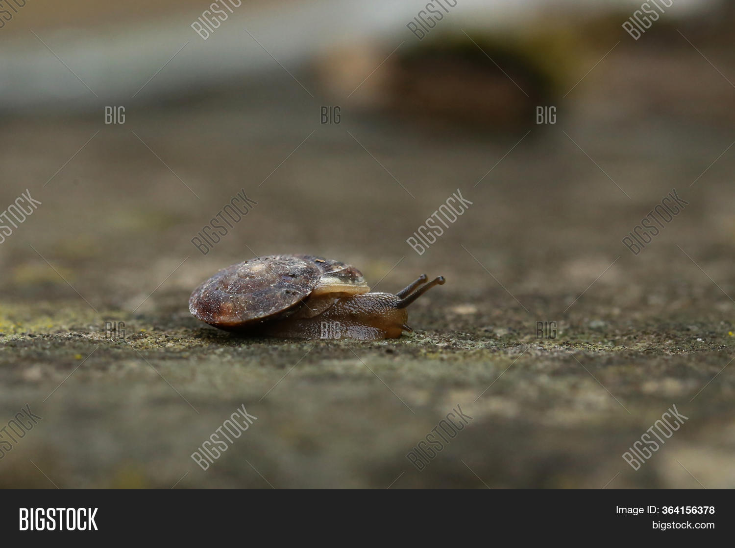 Little Snail Slow Image & Photo (Free Trial) | Bigstock