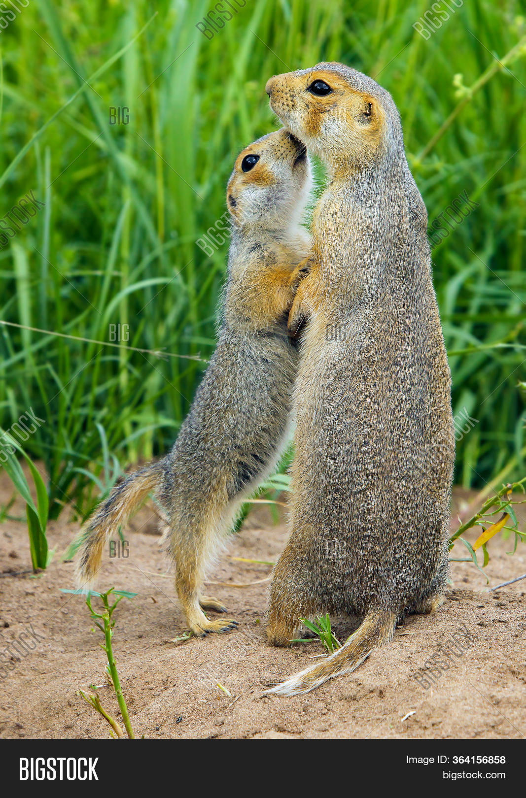 Funny Cute Loving Image & Photo (Free Trial) | Bigstock