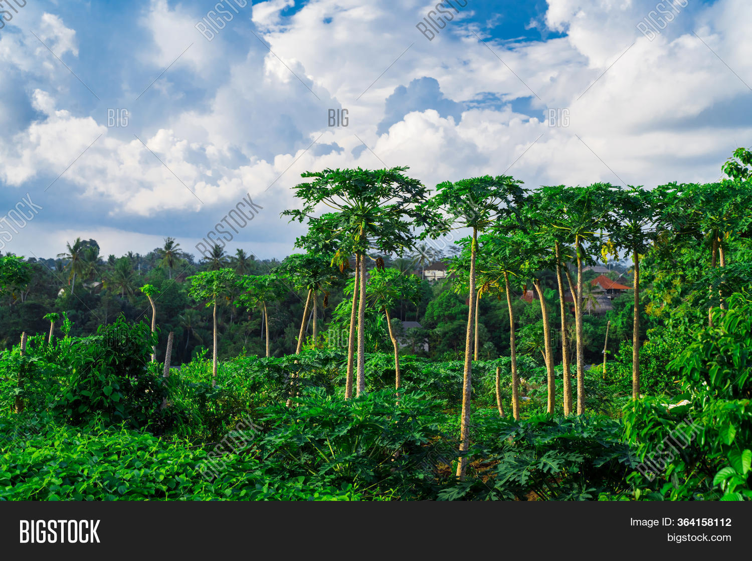 Papaya Trees On Image & Photo (Free Trial) | Bigstock