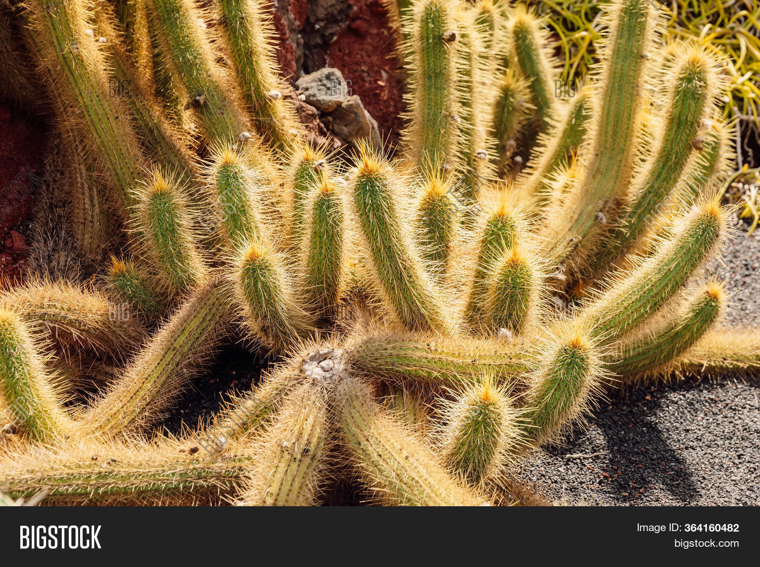 Amazing Cactus Plants Image & Photo (Free Trial) | Bigstock