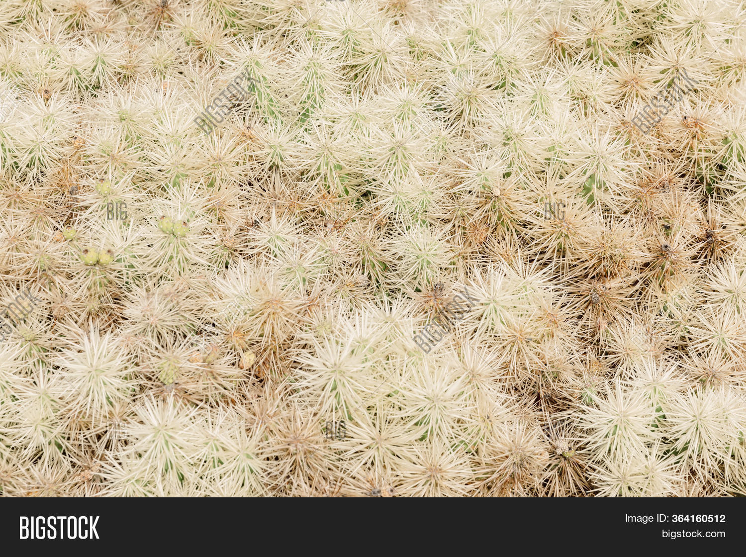Amazing Cactus Plants Image & Photo (Free Trial) | Bigstock