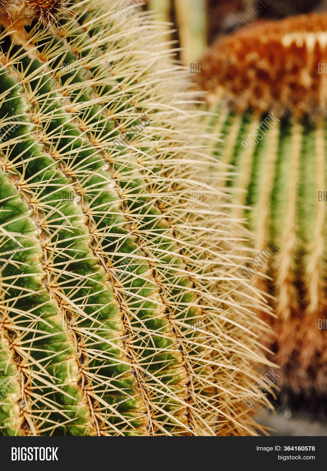 Amazing Cactus Plants Image & Photo (Free Trial) | Bigstock