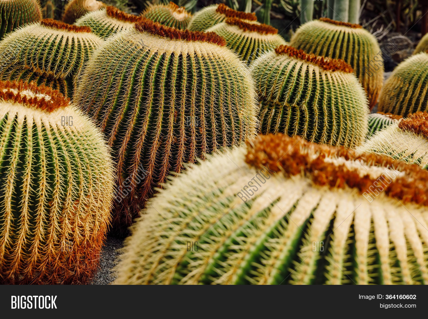 Amazing Cactus Plants Image & Photo (Free Trial) | Bigstock