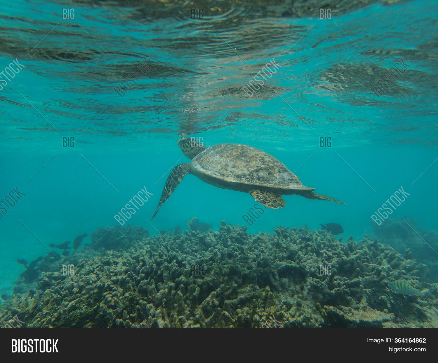 Sea Turtle Clear Sea Image & Photo (Free Trial) | Bigstock