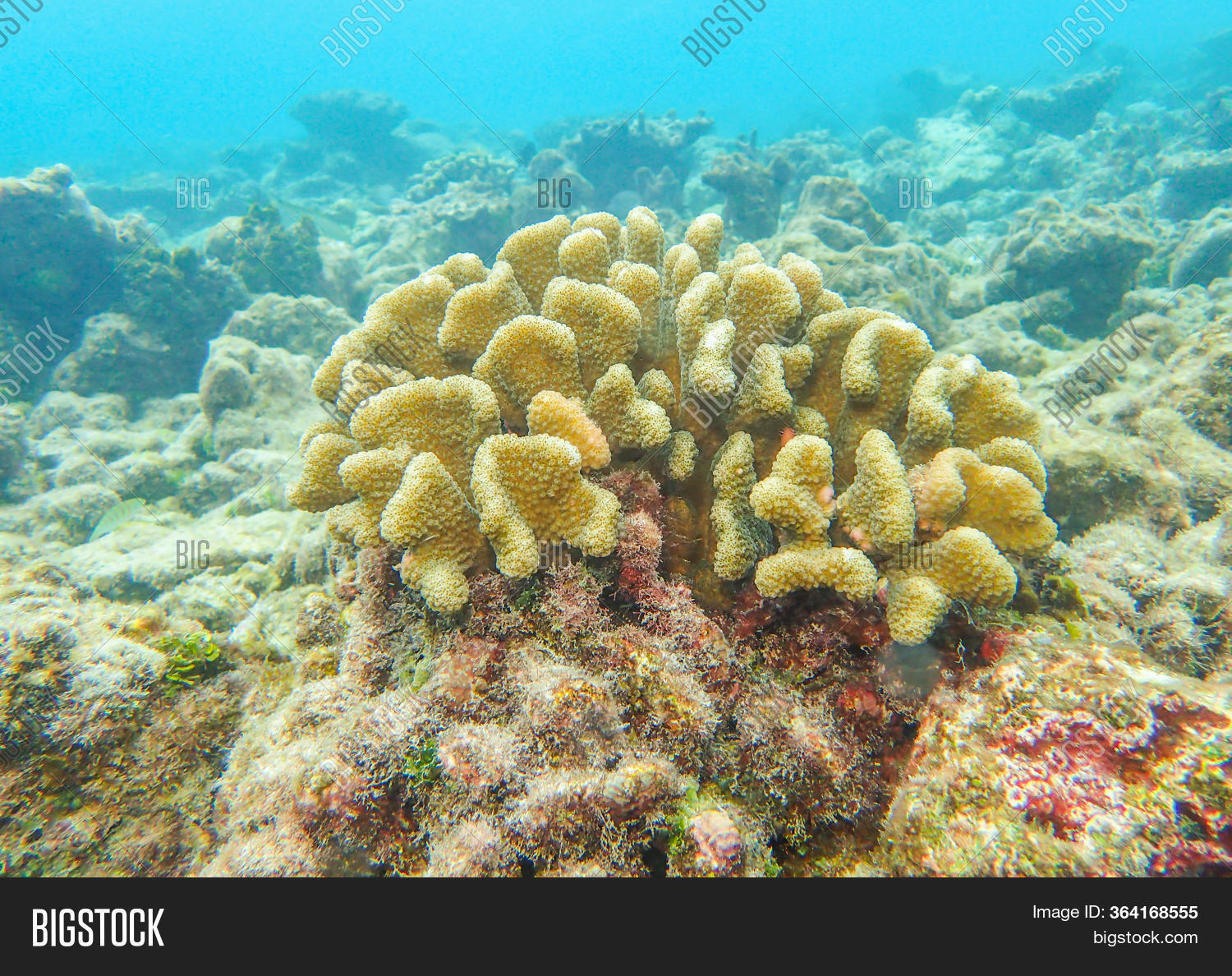 Cauliflower Coral, Image & Photo (Free Trial) | Bigstock