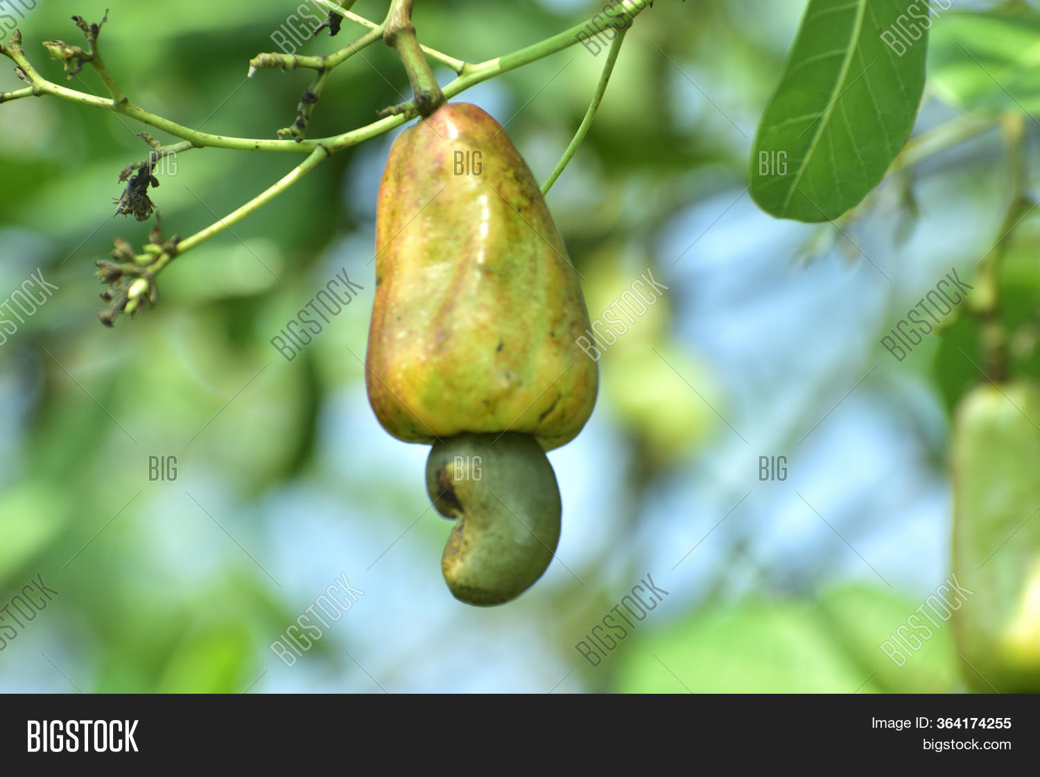 Raw Cashew Fruit On Image & Photo (Free Trial) | Bigstock