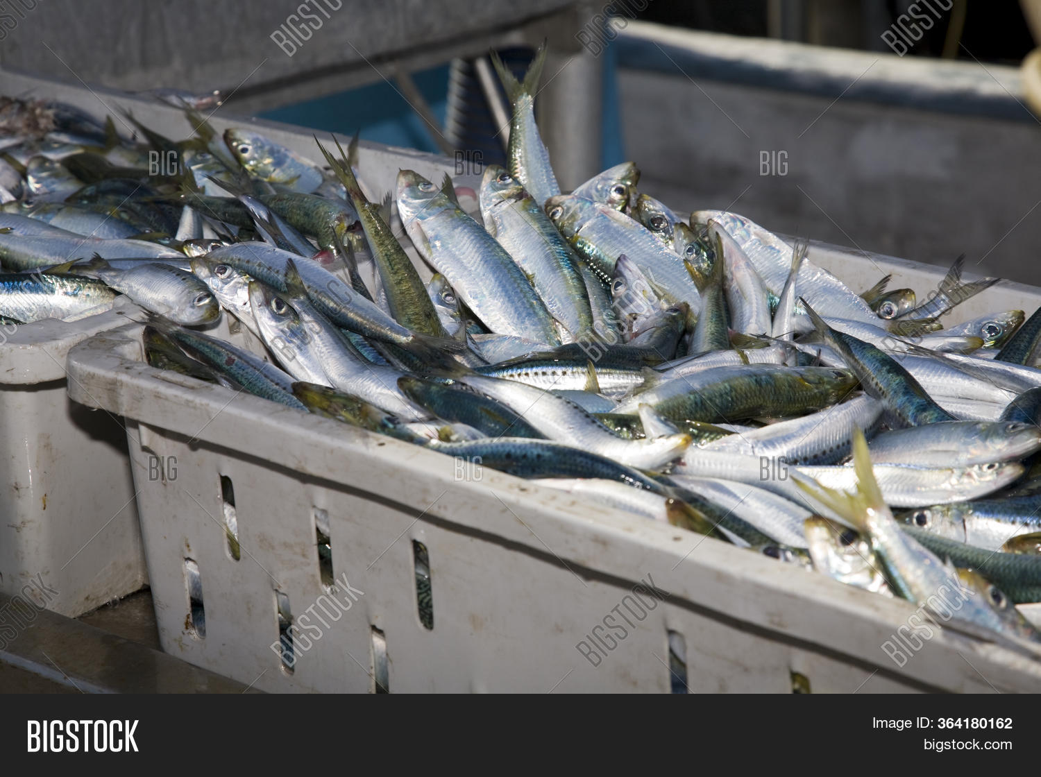 Fresh Fish Trays Ready Image & Photo (Free Trial) | Bigstock
