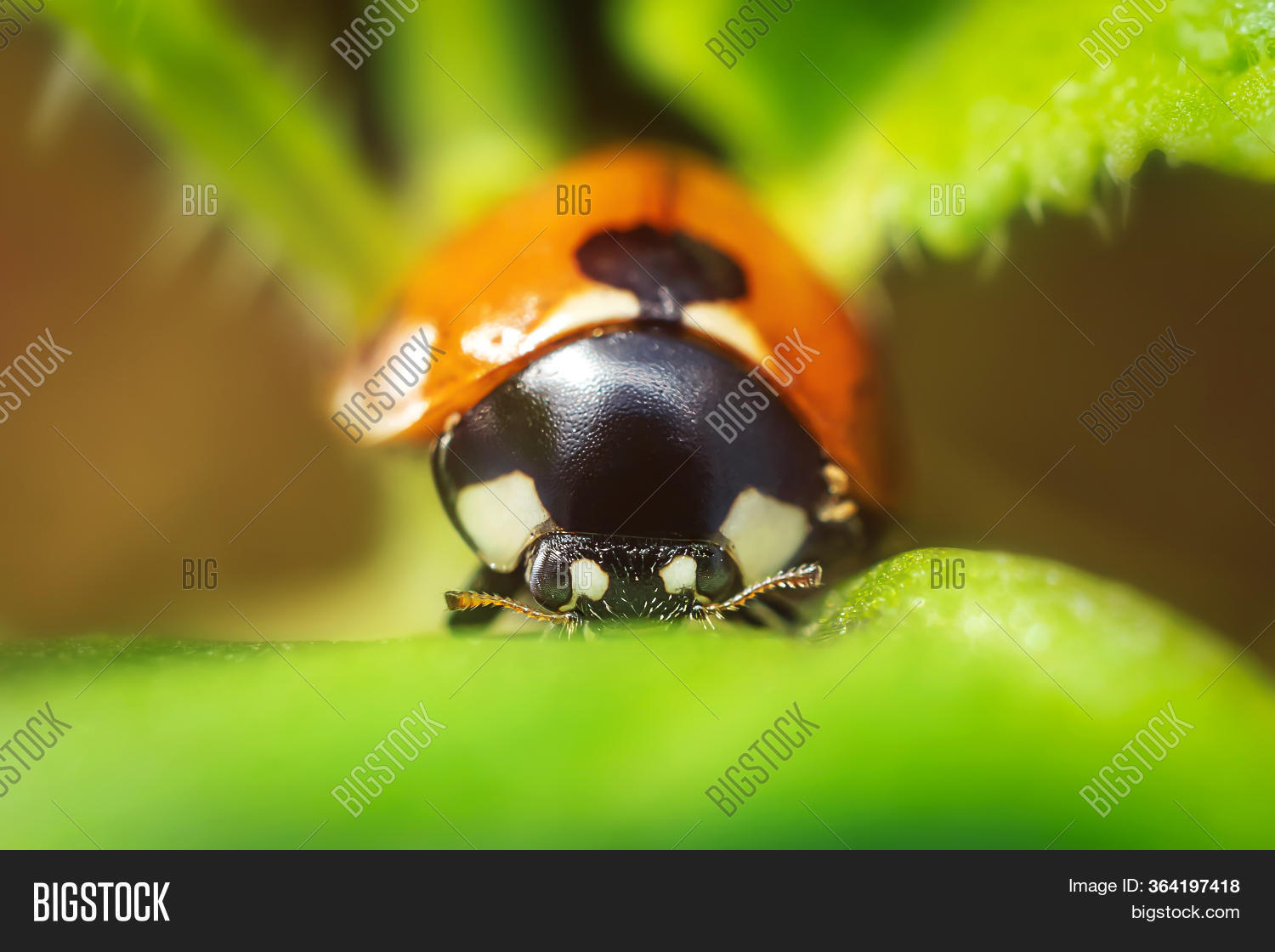 Ladybug On Green Plant Image & Photo (Free Trial) | Bigstock