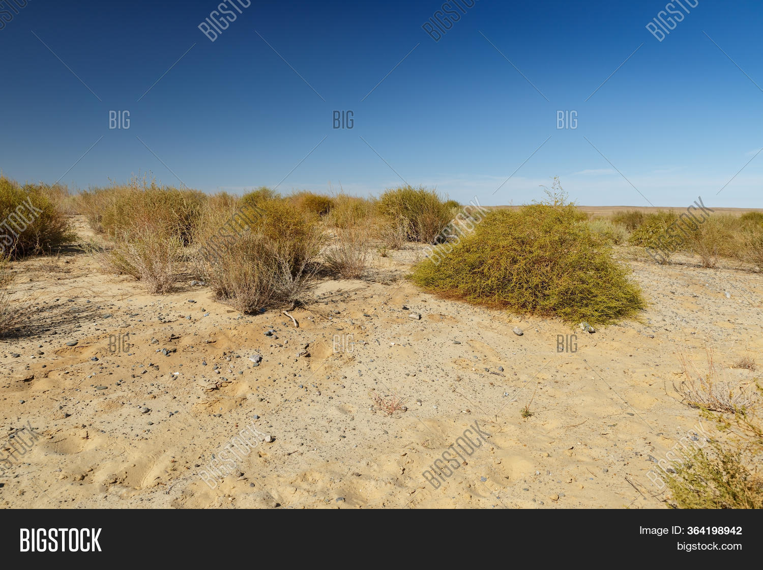 Green Bushes Sand Image & Photo (Free Trial) | Bigstock