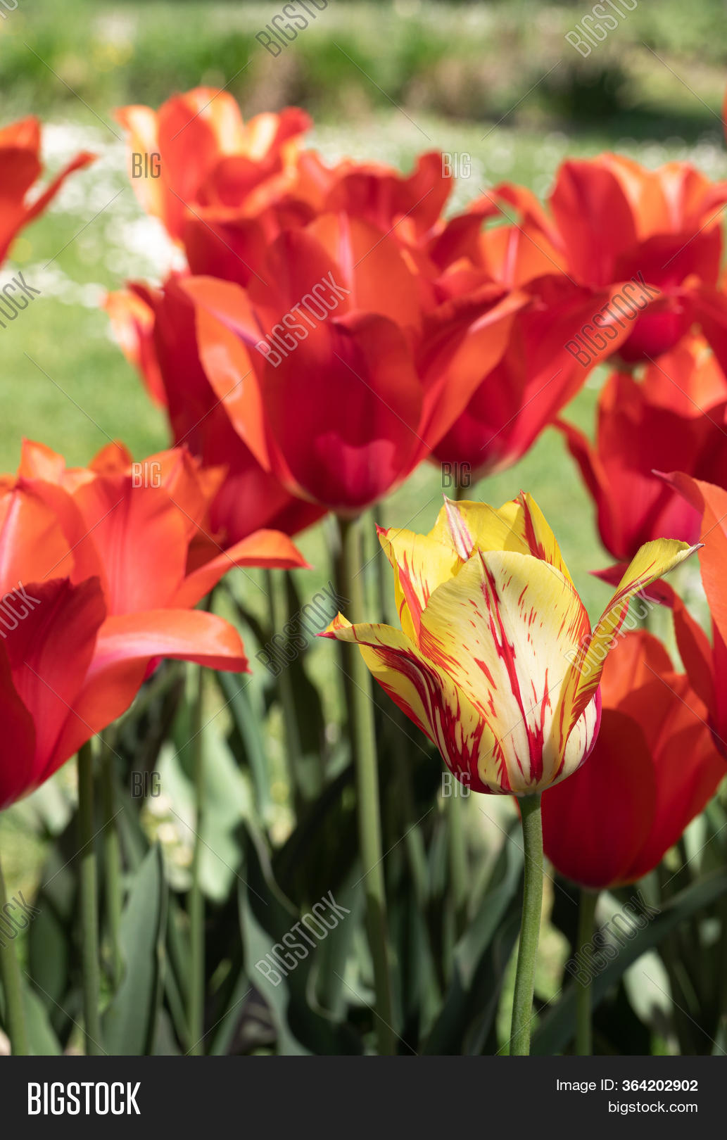Red Tulips Flower. Image & Photo (Free Trial) | Bigstock
