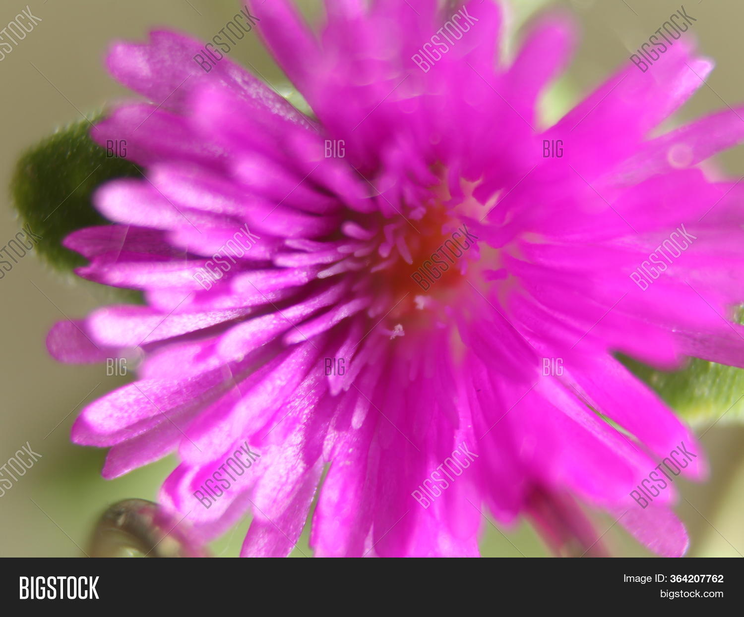 Purple Flower Elastic Image & Photo (Free Trial) | Bigstock