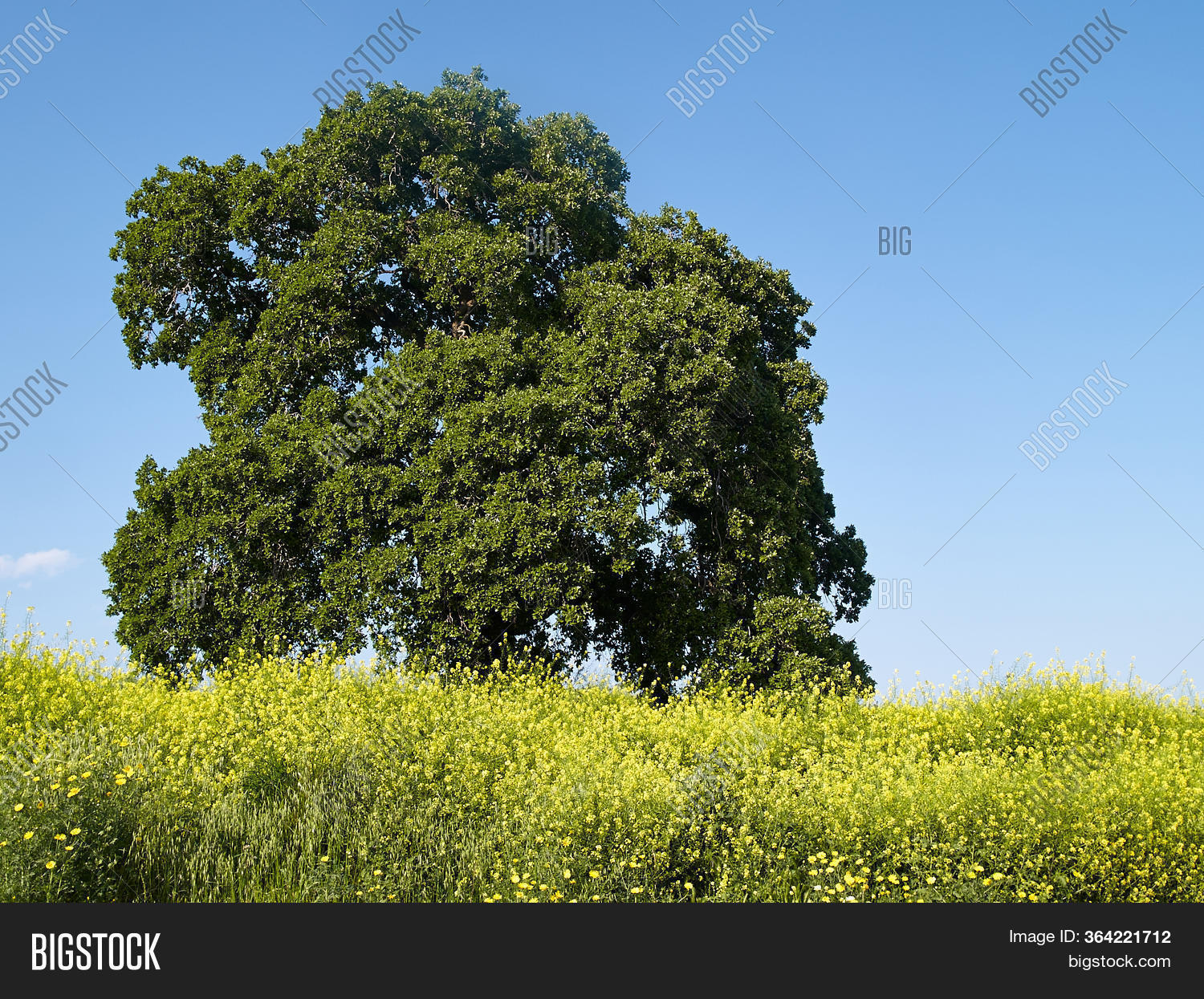 Lonely Tree Middle Image & Photo (Free Trial) | Bigstock