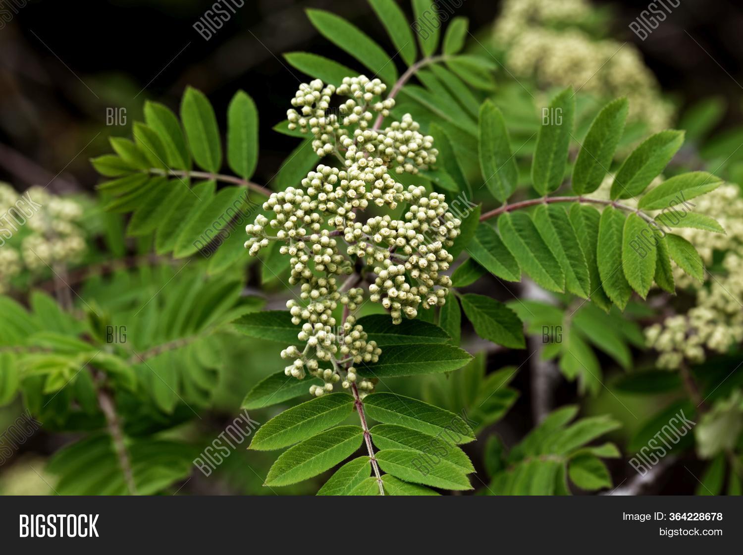 Blossoms Rowan Tree, Image & Photo (Free Trial) | Bigstock