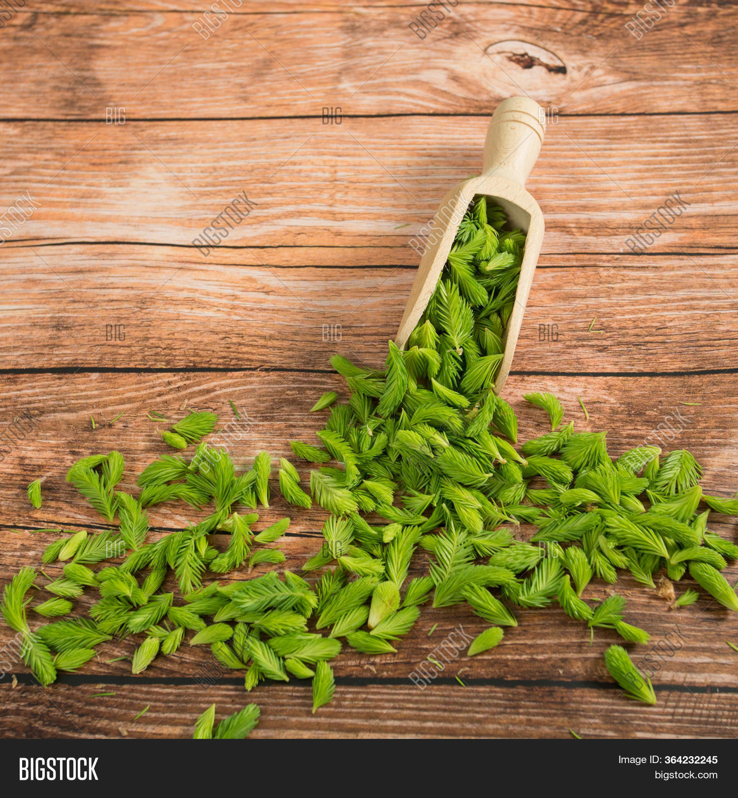 Fresh Pine Needles On Image & Photo (Free Trial) | Bigstock