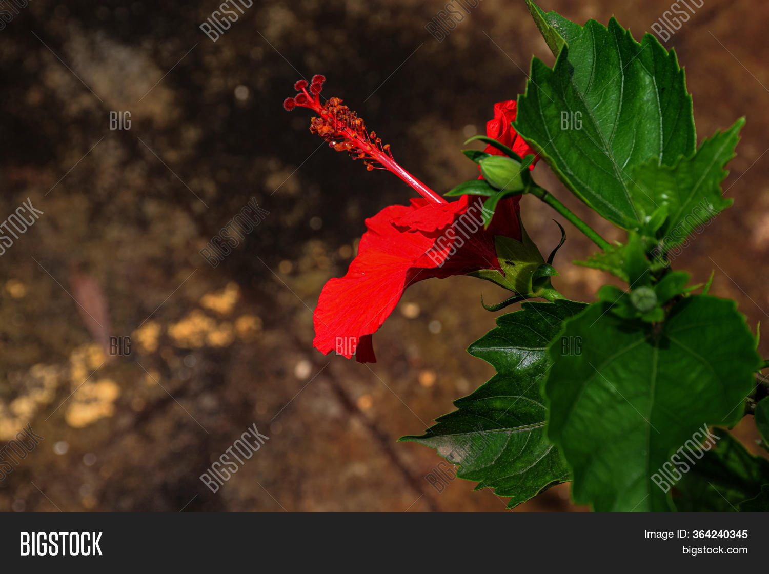 Side View Red Hibiscus Image & Photo (Free Trial) | Bigstock