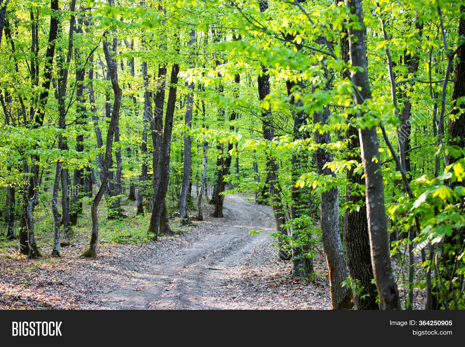 Beautiful Forest Image & Photo (Free Trial) | Bigstock