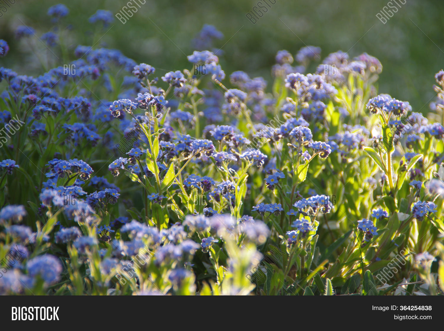 Alpine Forget-me-not. Image & Photo (Free Trial) | Bigstock