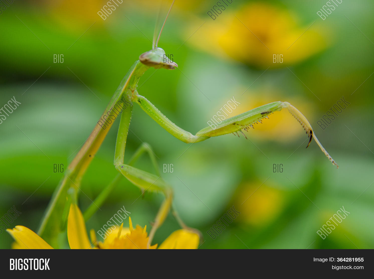 Mantis On Yellow Image & Photo (Free Trial) | Bigstock