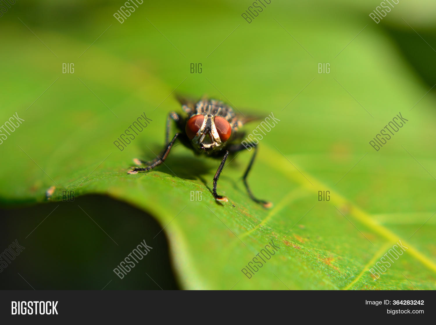 Meat Flies. These Image & Photo (Free Trial) | Bigstock