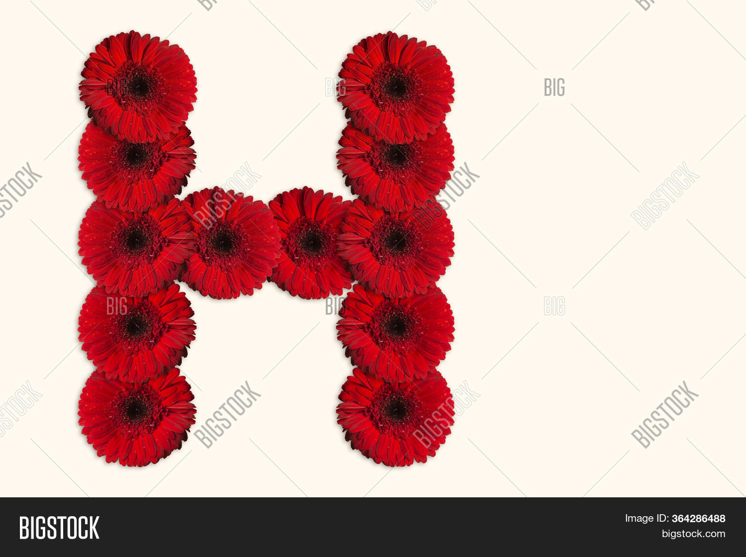Letter H Daisy Flower Image & Photo (Free Trial) | Bigstock