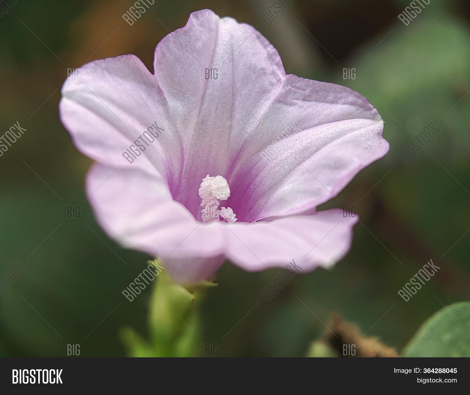 Little Bell Flower Image & Photo (Free Trial) | Bigstock
