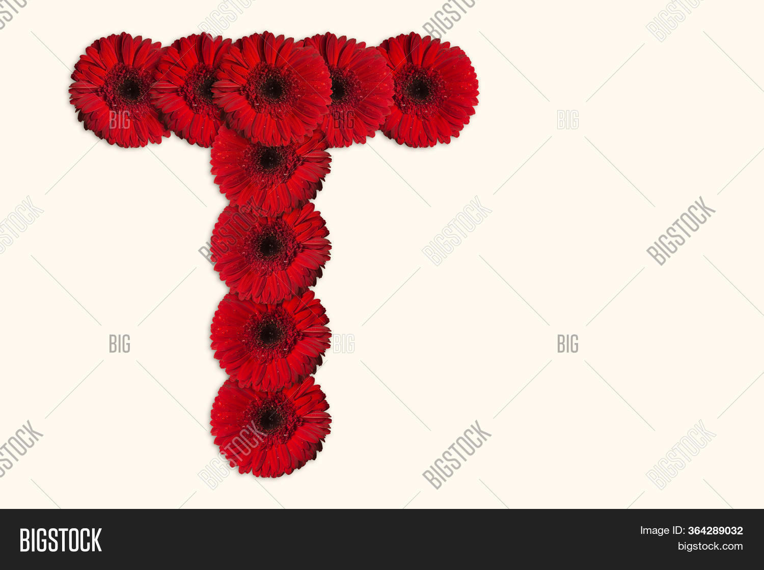 Letter T Daisy Flower Image & Photo (Free Trial) | Bigstock