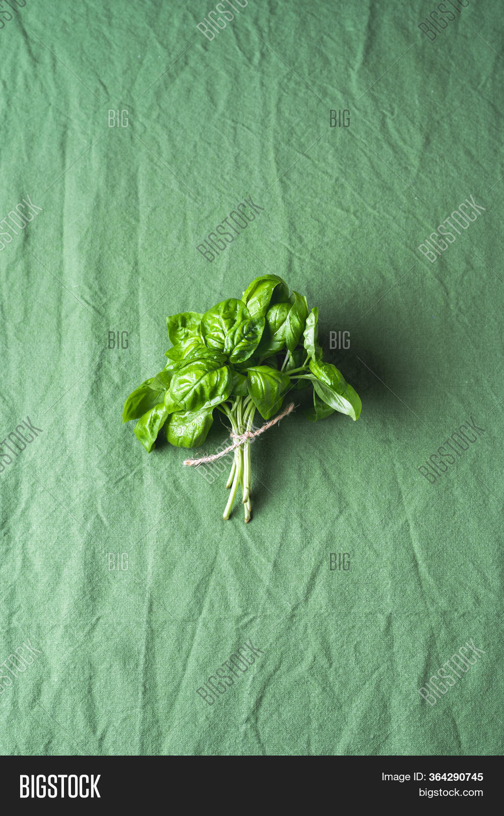 Fresh Basil Bundle On Image & Photo (Free Trial) | Bigstock