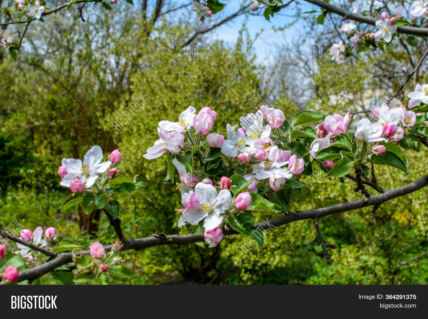 Blooming Apple Tree Image & Photo (Free Trial) | Bigstock