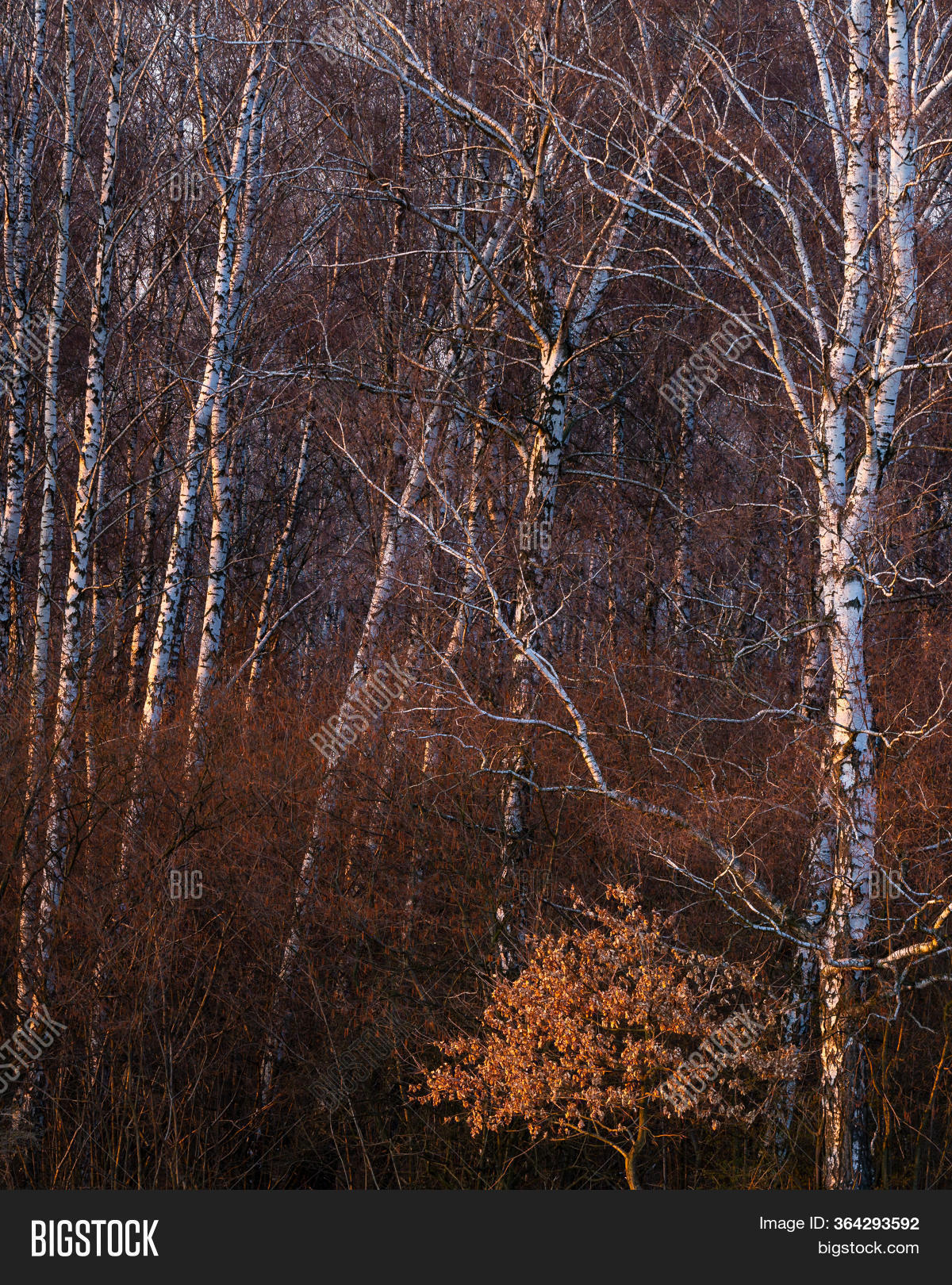 Silver Birch Forest Image & Photo (Free Trial) | Bigstock