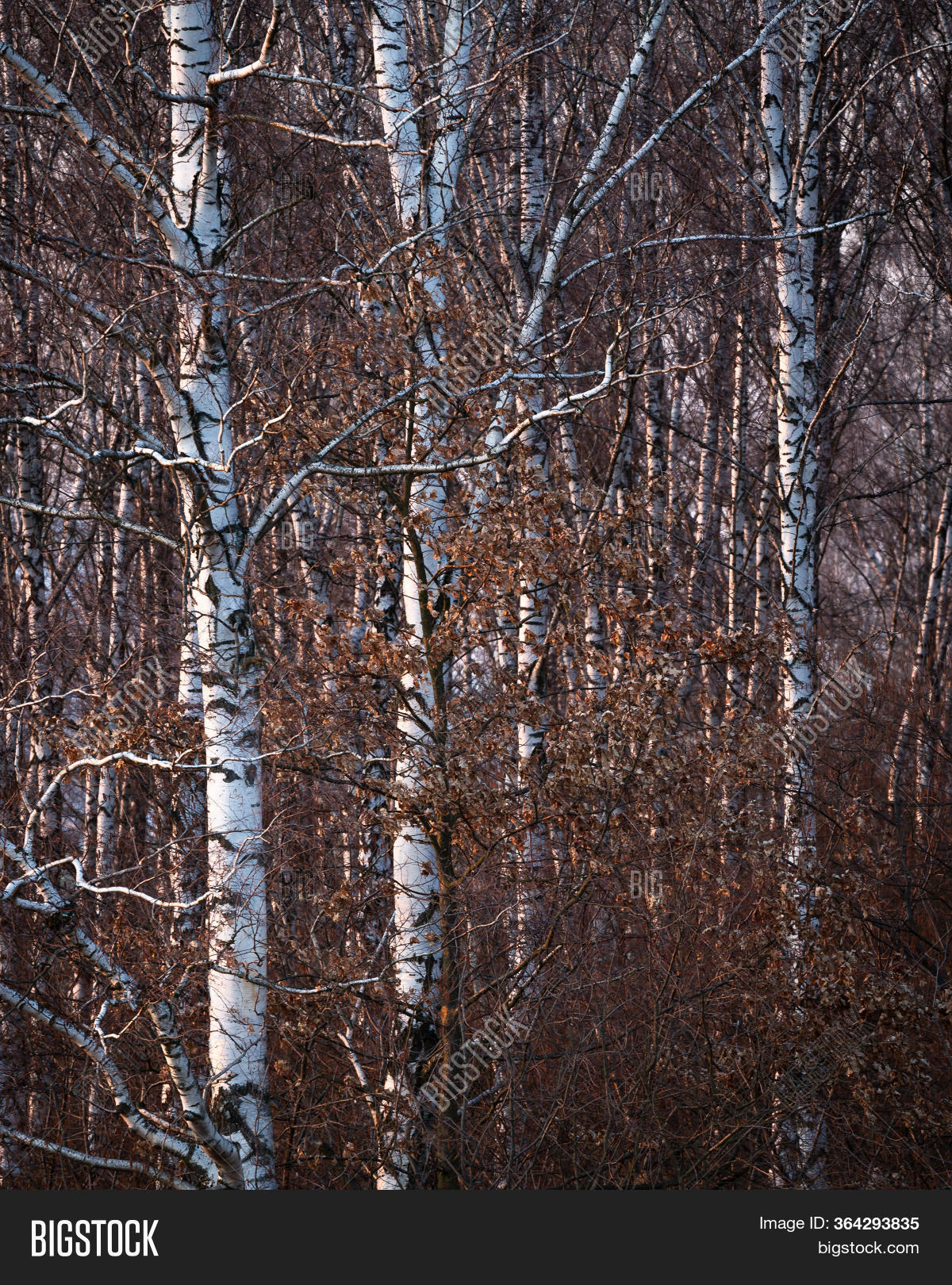 Silver Birch Forest Image & Photo (Free Trial) | Bigstock