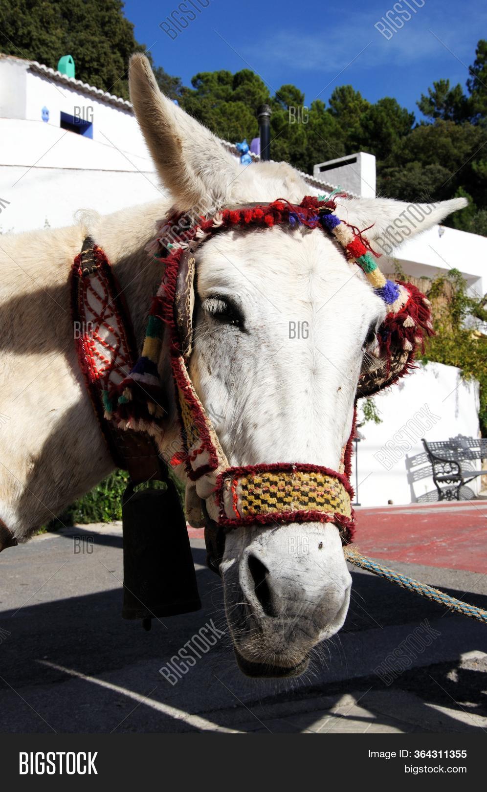 Horse Bell Around Neck Image & Photo (Free Trial) | Bigstock
