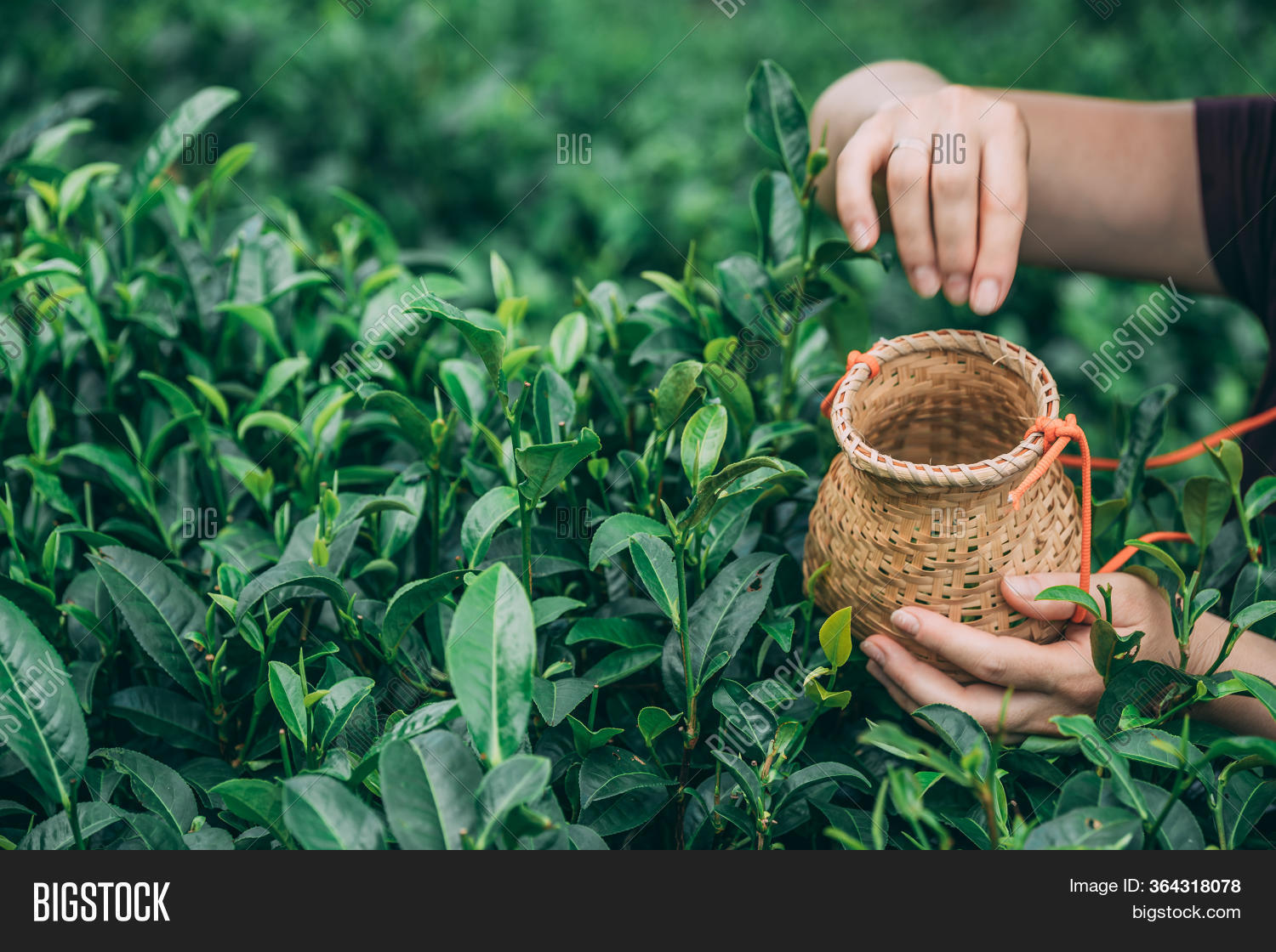 Selective Focus Shot Image & Photo (Free Trial) | Bigstock