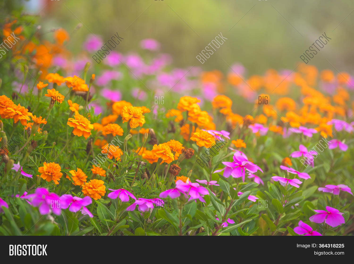 Selective Focus Shot Image & Photo (Free Trial) | Bigstock