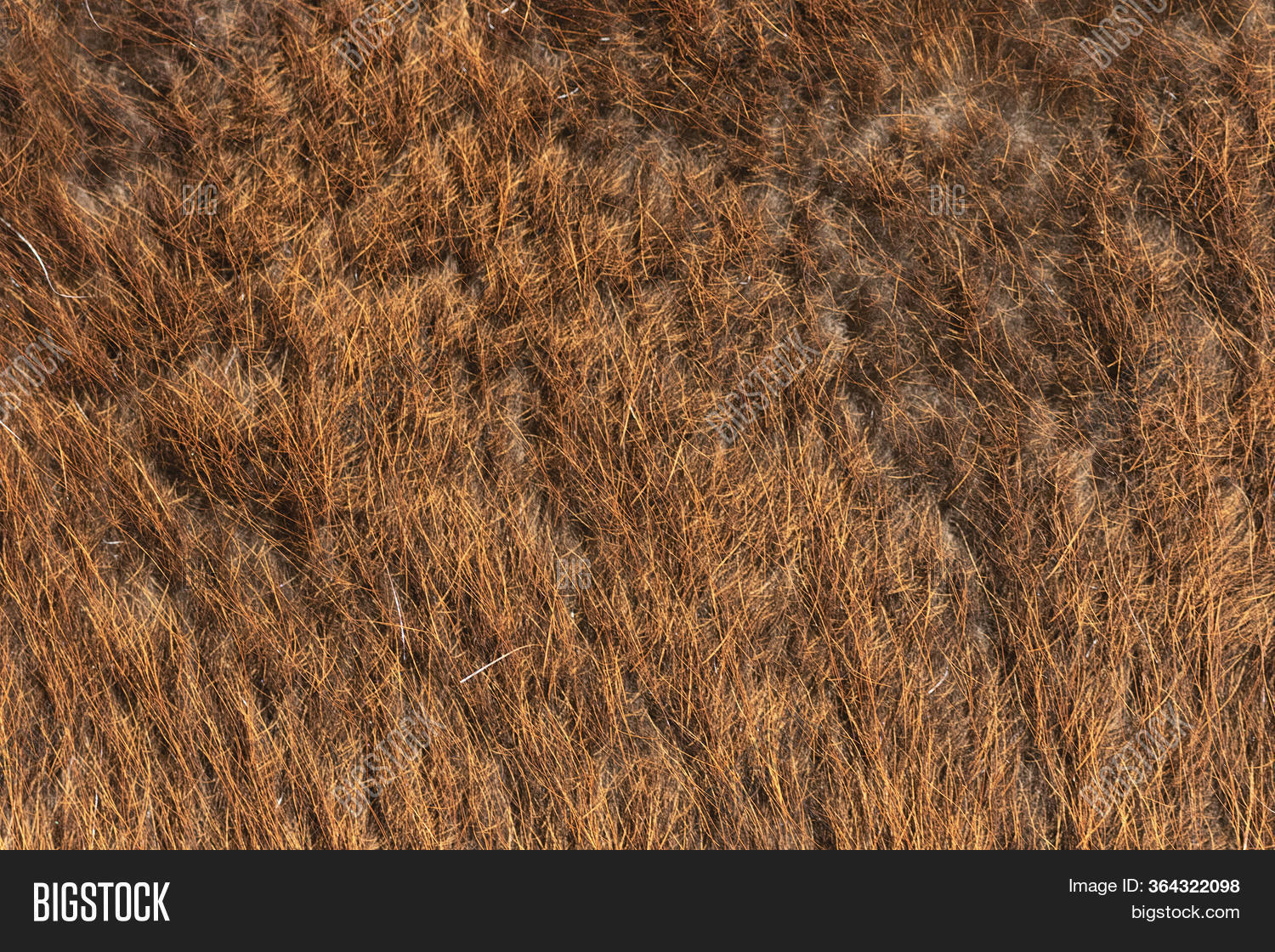 Llama Fur Detailed Image & Photo (Free Trial) | Bigstock