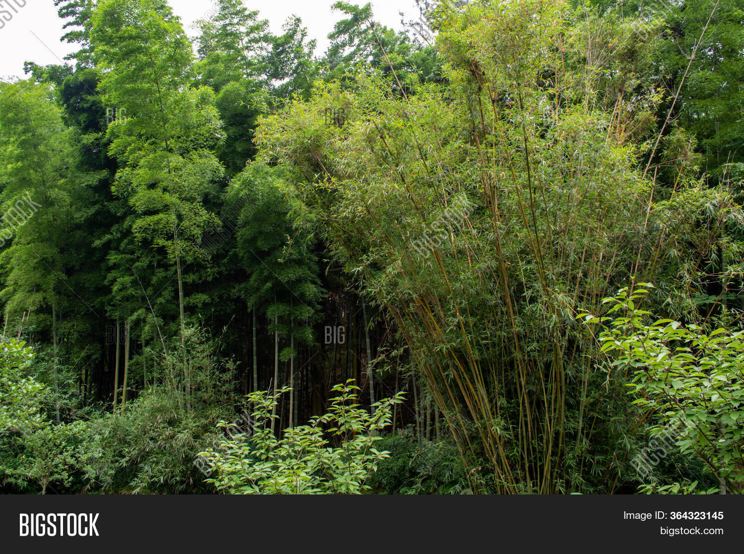 Beautiful Bamboo Grove Image & Photo (Free Trial) | Bigstock