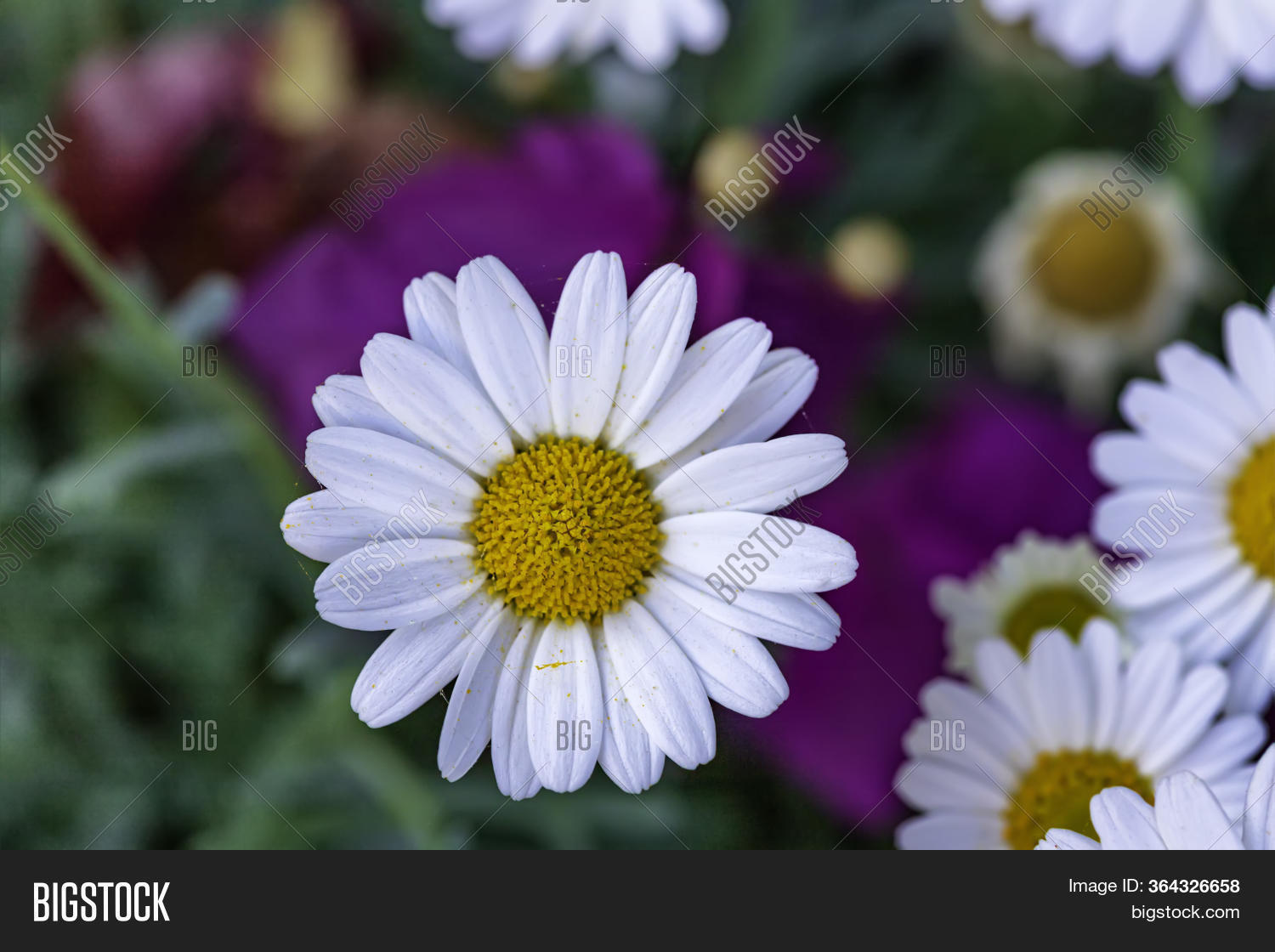 Top View White Daisy Image & Photo (Free Trial) | Bigstock