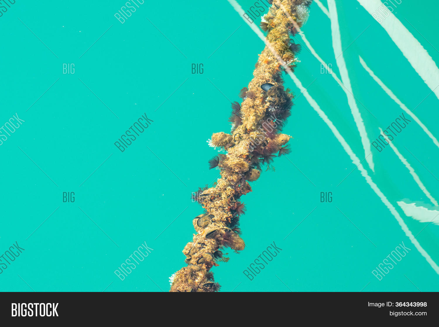 Algae Chain Under Image & Photo (Free Trial) | Bigstock