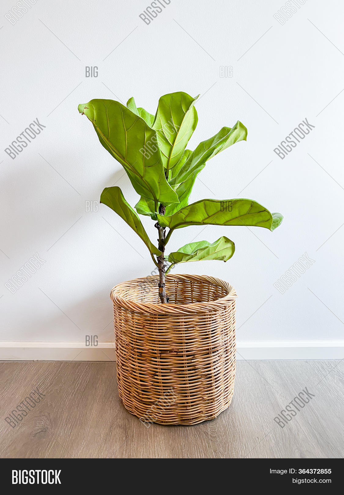 Ficus Lyrata Tree Pot Image & Photo (Free Trial) | Bigstock